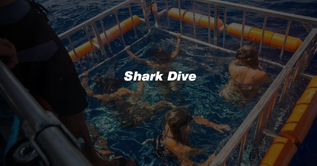 Shark Dive – Aloha Adventure Ohana